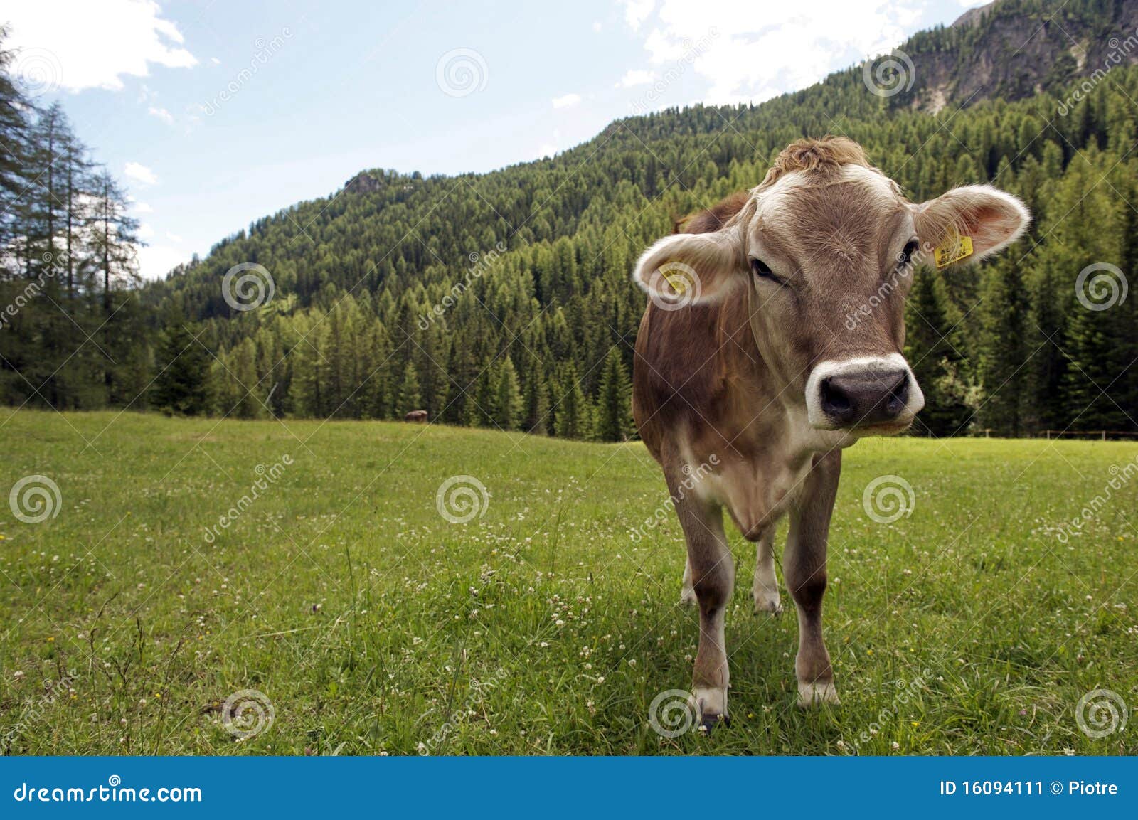 Smiling cow stock image. Image of cattle, field, close - 16094111