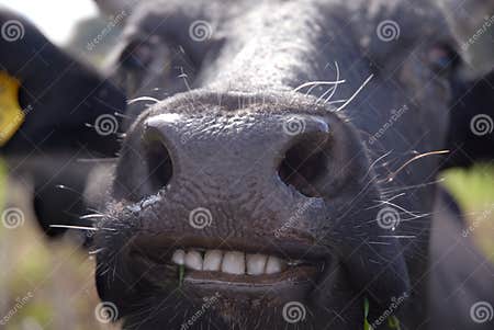 Smiling cow stock image. Image of animal, beautiful, agricultural - 6410565