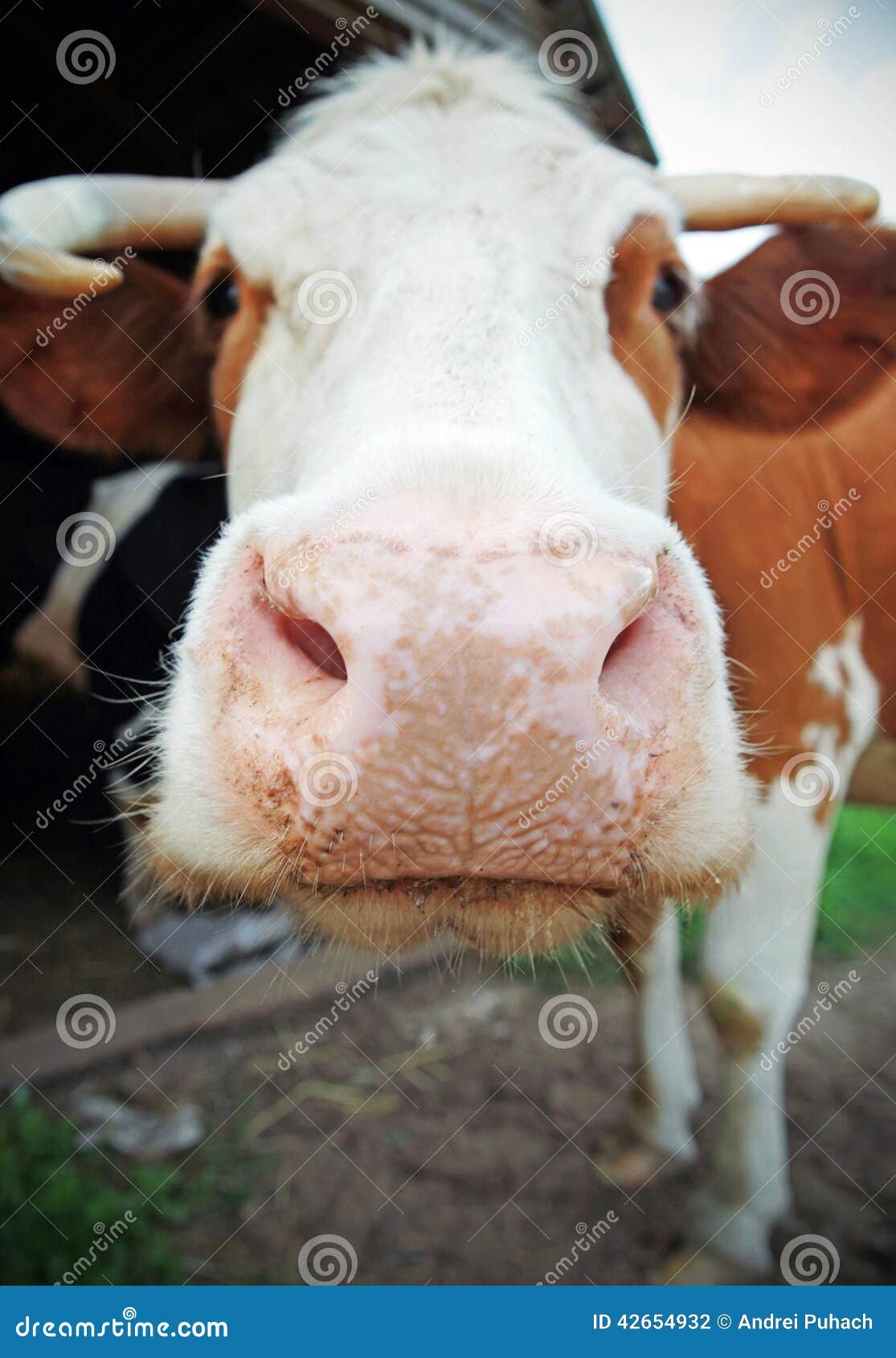 Smiling cow stock photo. Image of close, domestic, beef - 42654932