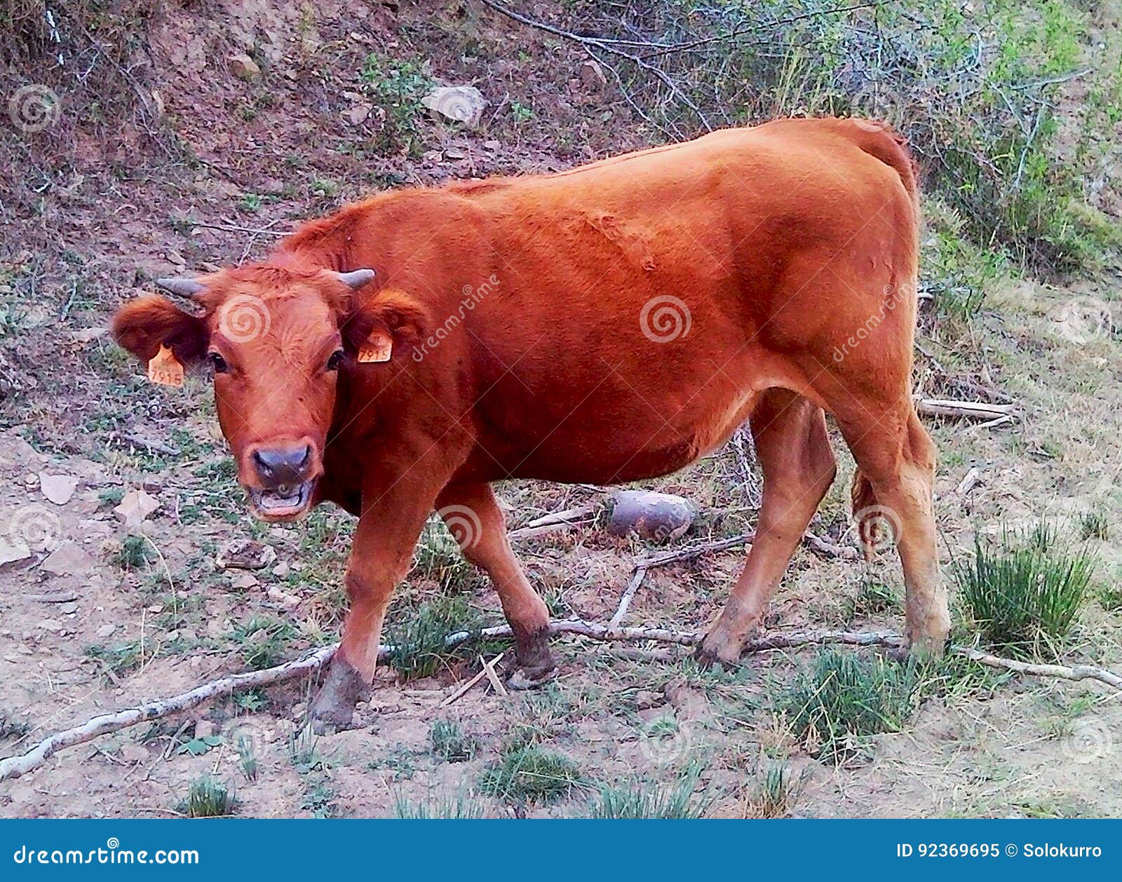 Smiling cow stock image. Image of mountain, green, farmer - 92369695