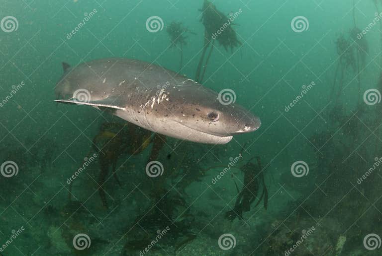 Smiling Cow shark stock image. Image of ocean, deepwater - 23239765
