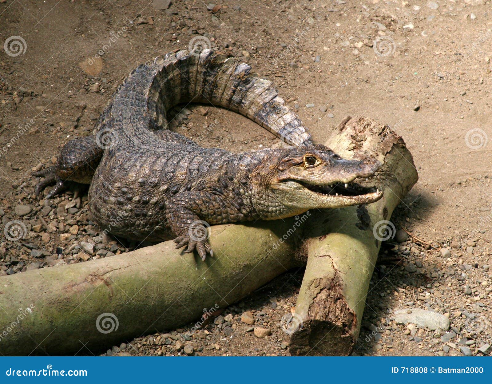 Smiling Croc stock photo. Image of danger, terror, wild - 718808