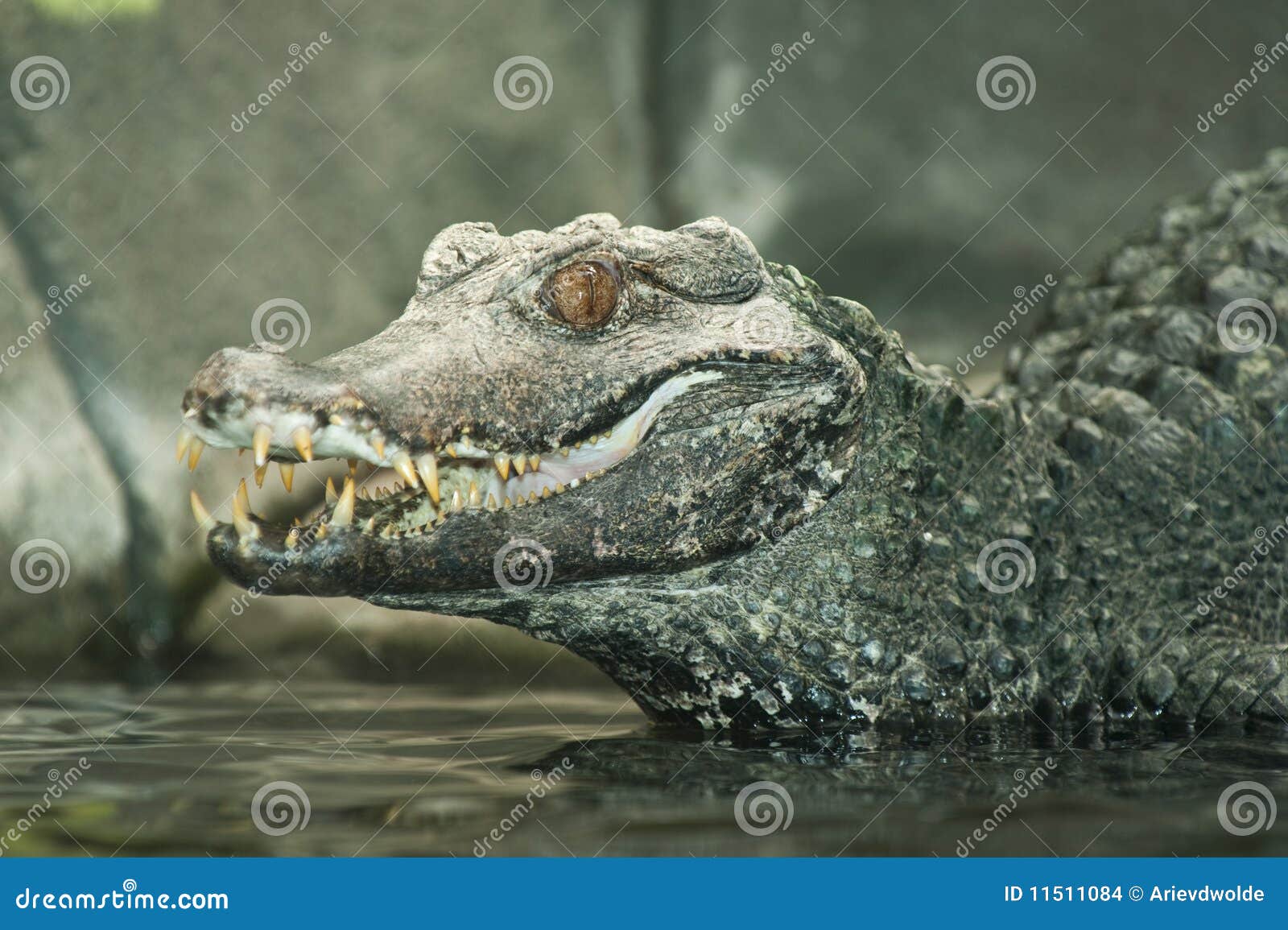 A smiling crocodile stock photo. Image of park, smile - 11511084