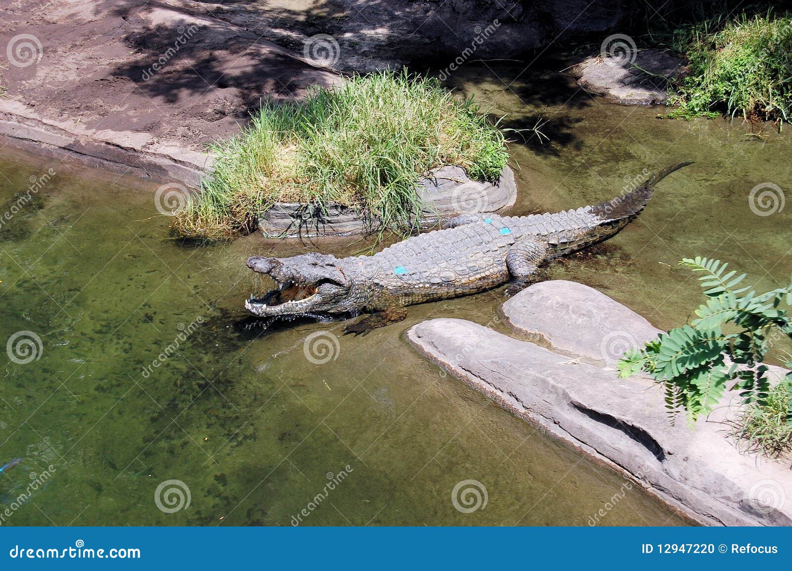 Smiling Crocodile stock photo. Image of animal, water - 12947220