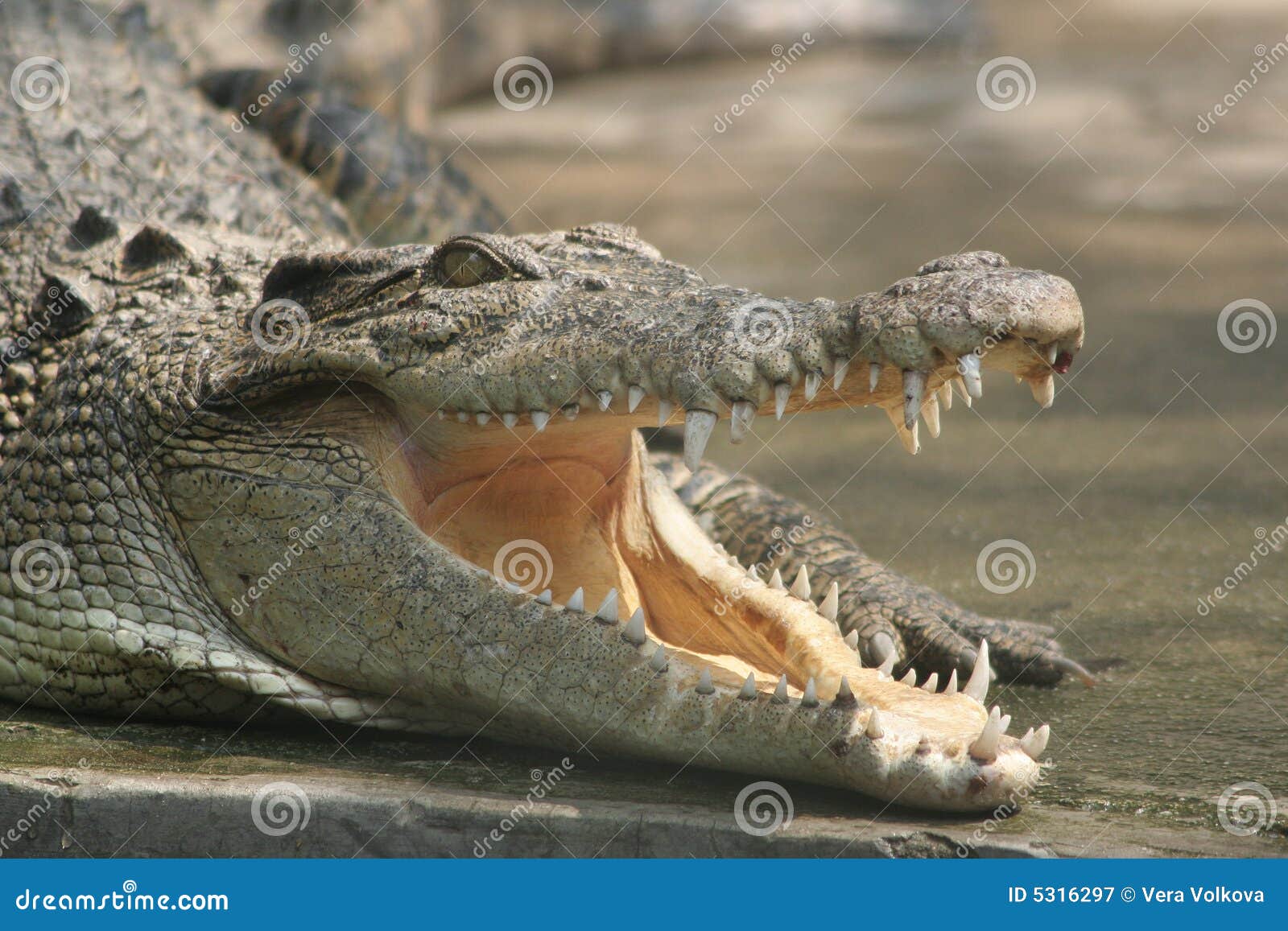A smiling crocodile stock image. Image of close, nature - 5316297