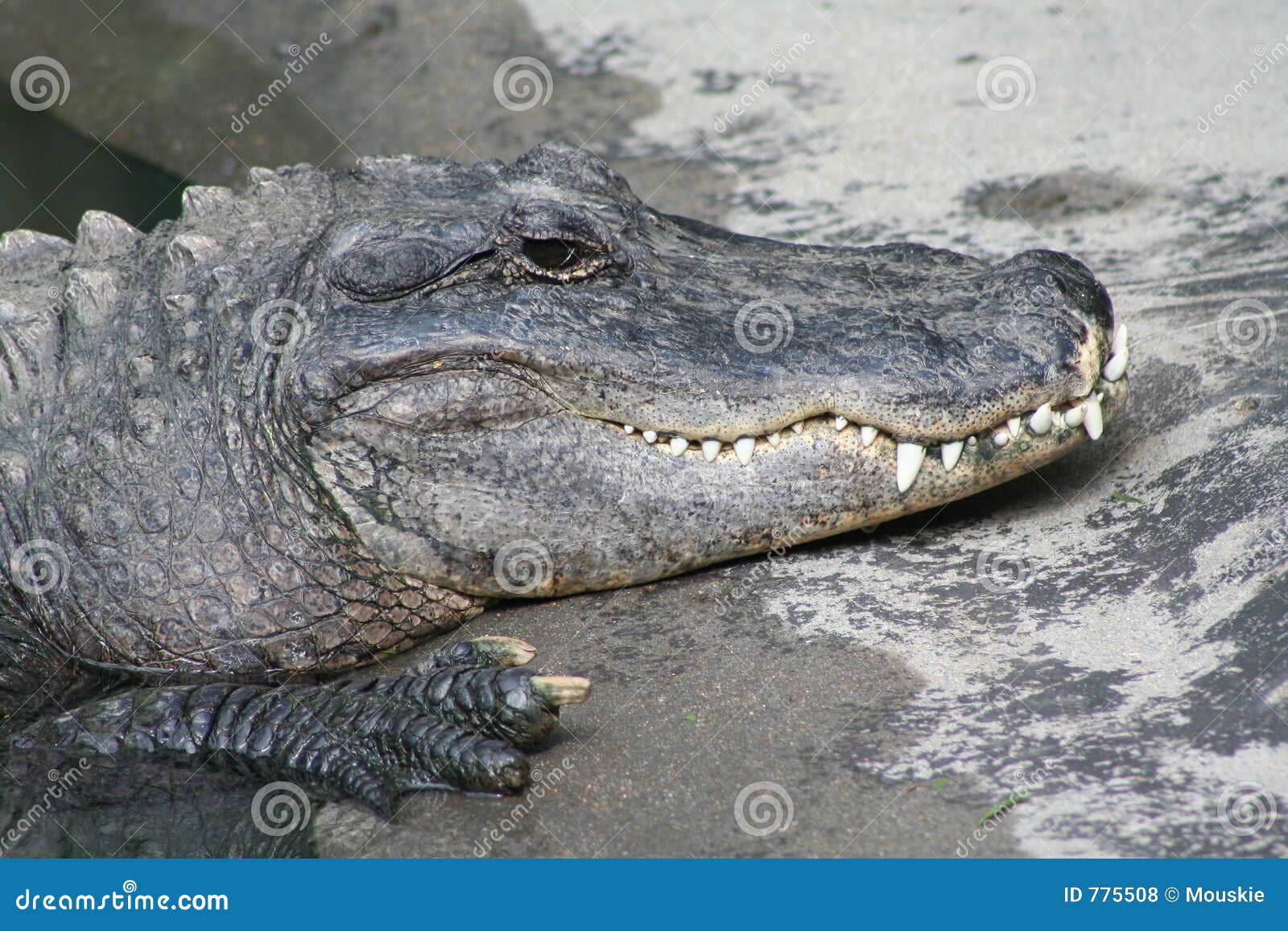 Smiling Crocodile stock photo. Image of grey, reptile, teeth - 775508