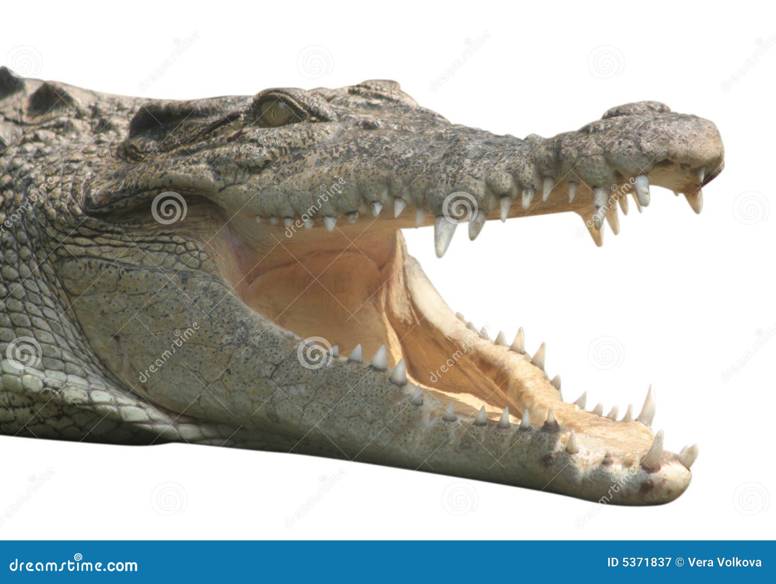 Smiling crocodile isolated stock image. Image of face - 5371837