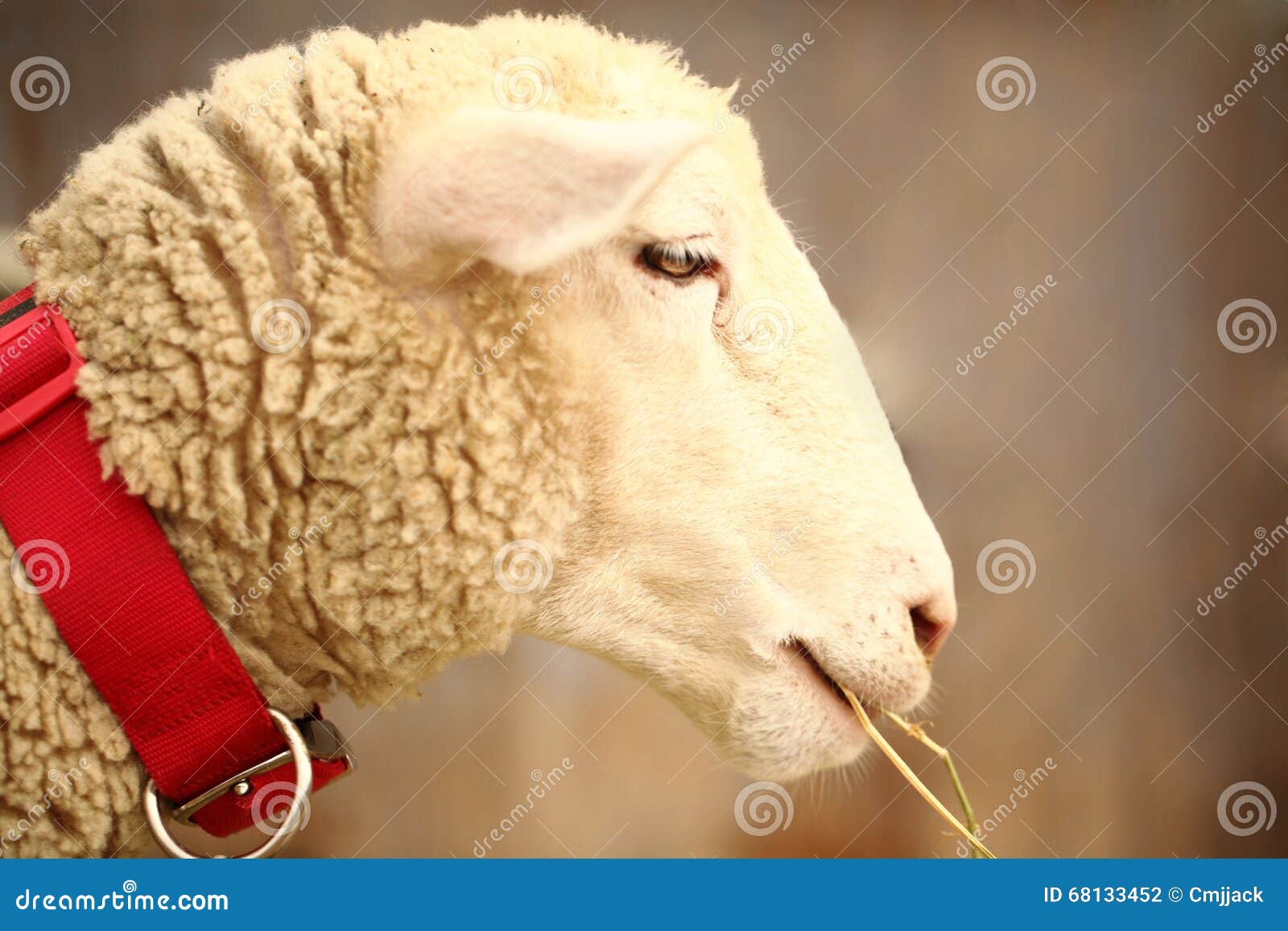 Sheep Chewing Cud Royalty-Free Stock Photography | CartoonDealer.com ...