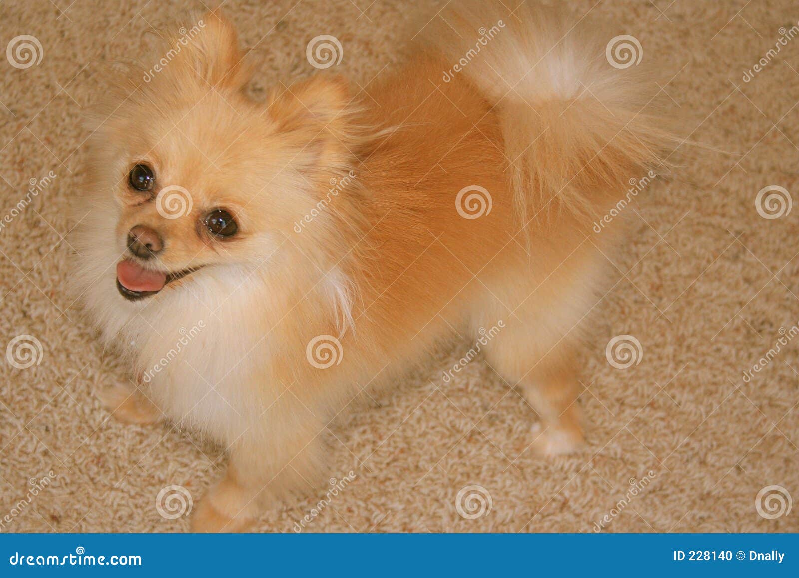 Smiling cute dog stock photo. Image of tail, pets, smiling - 228140