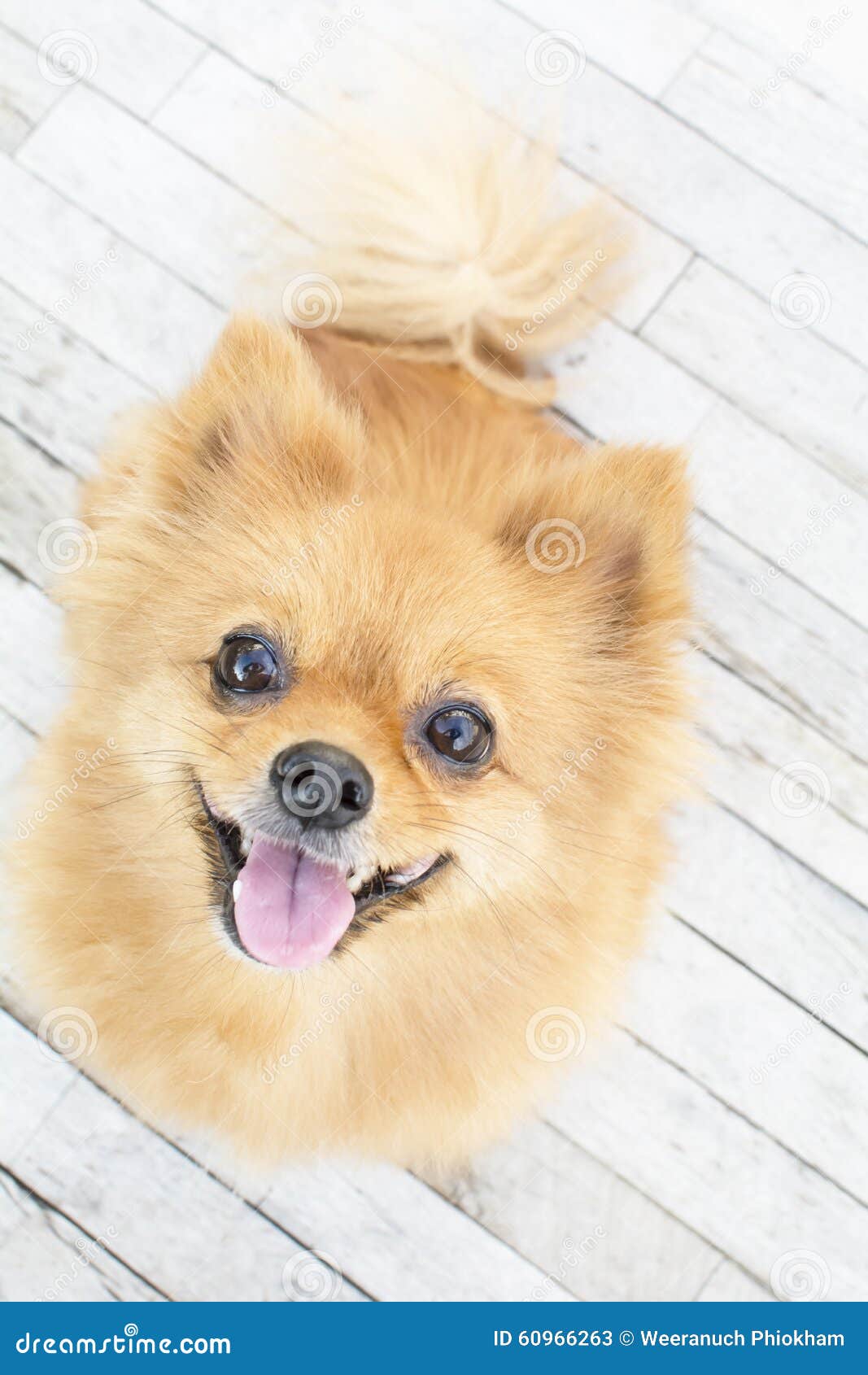 Smiling Cute Pomeranian Dogs Stock Image - Image of looking, mathor ...