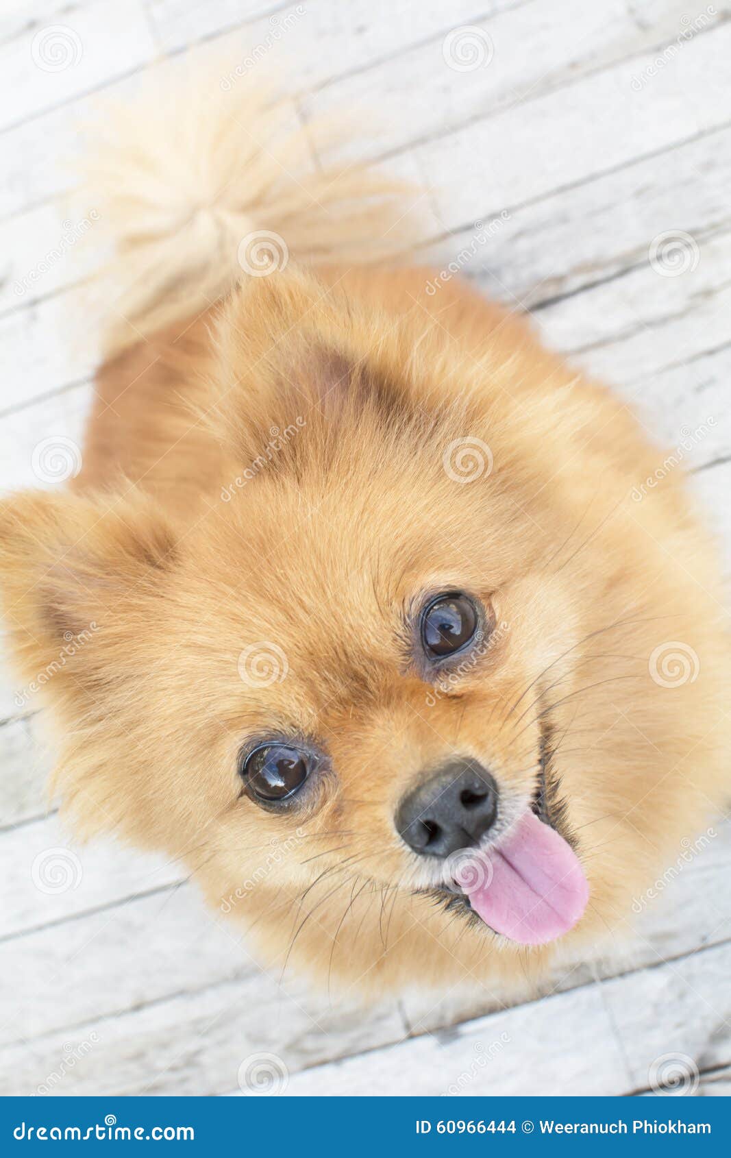 Smiling Cute Pomeranian Dogs Stock Photo - Image of expression, funny ...