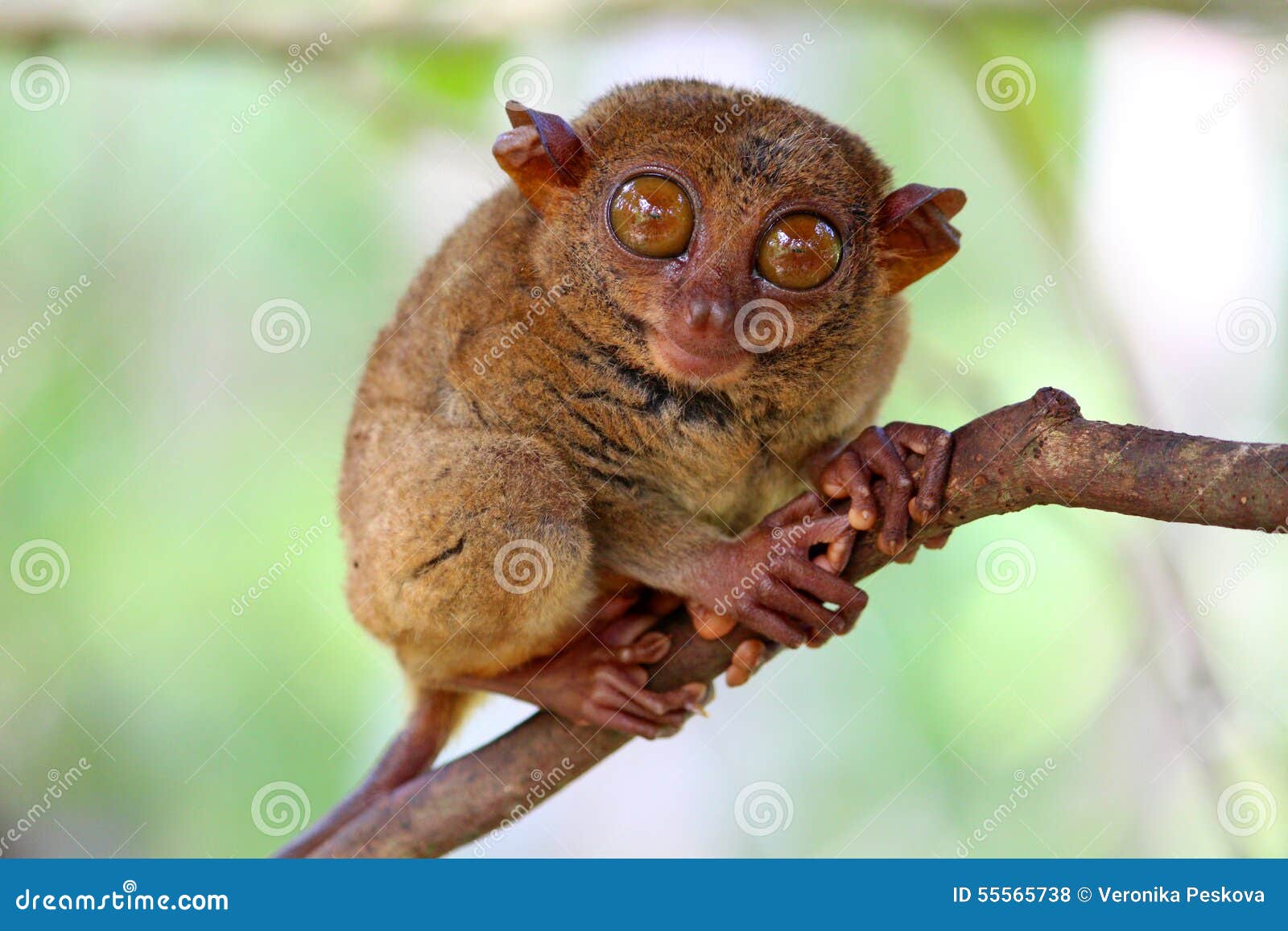 Smiling Cute Tarsier Sitting on a Tree Stock Photo - Image of animals ...