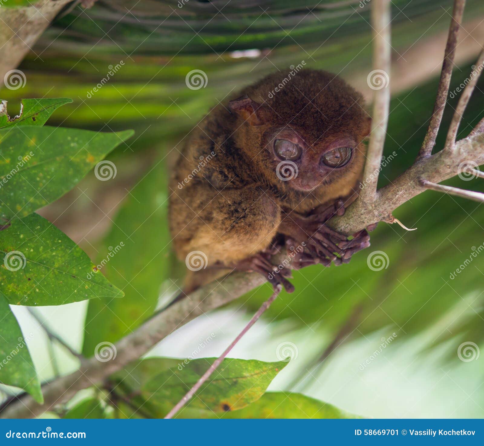 Smiling Cute Tarsier Sitting on a Tree, Bohol Stock Image - Image of ...