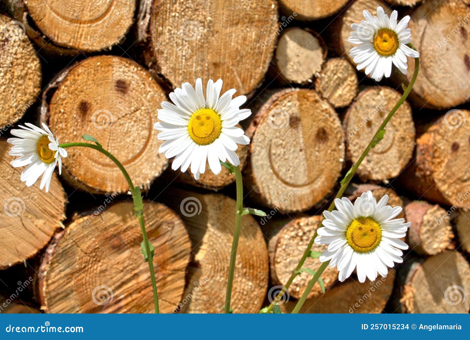 Smiling daisies stock photo. Image of garden, front - 257015234