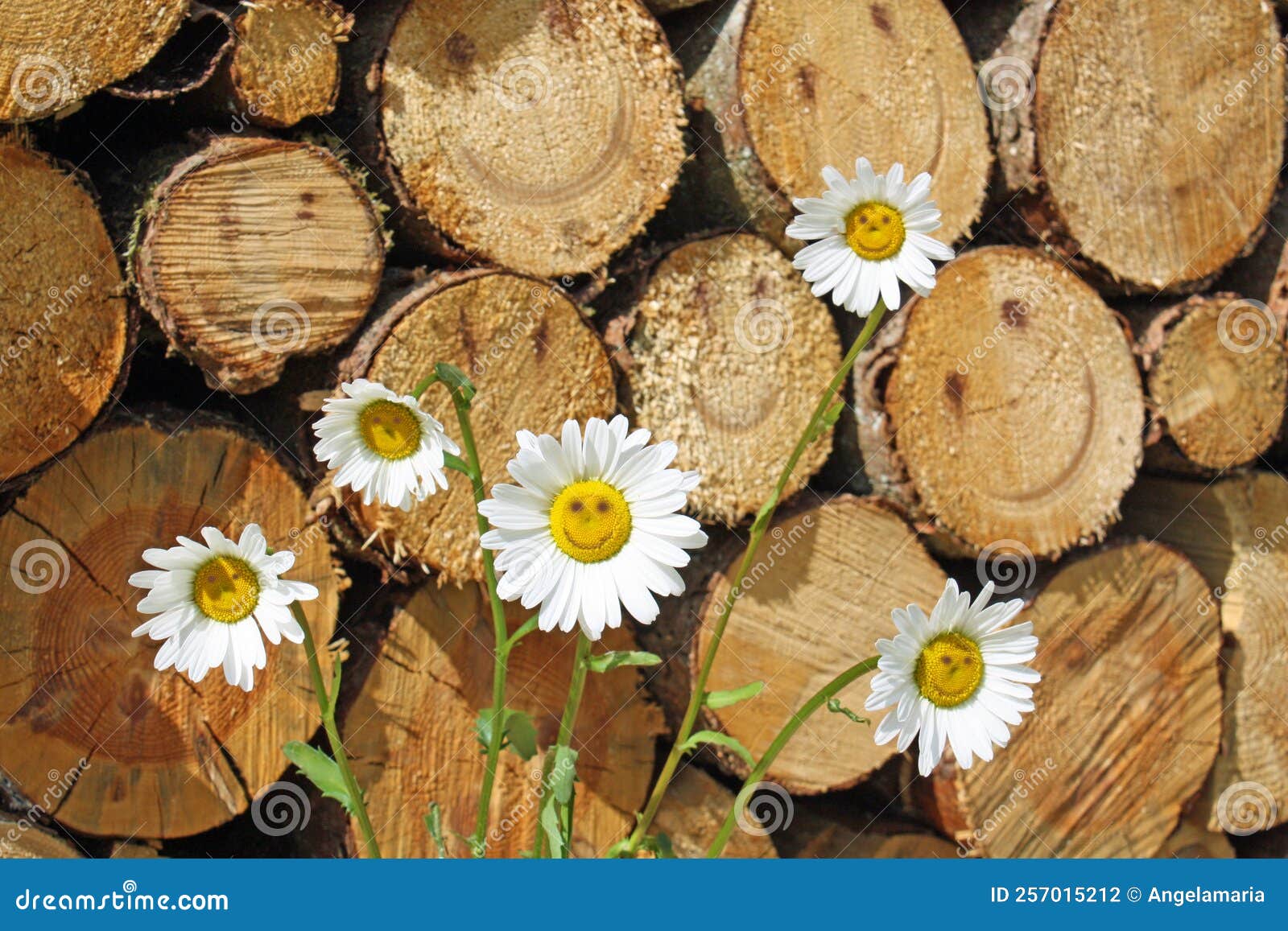 Smiling daisy and wood log stock photo. Image of gardening - 257015212