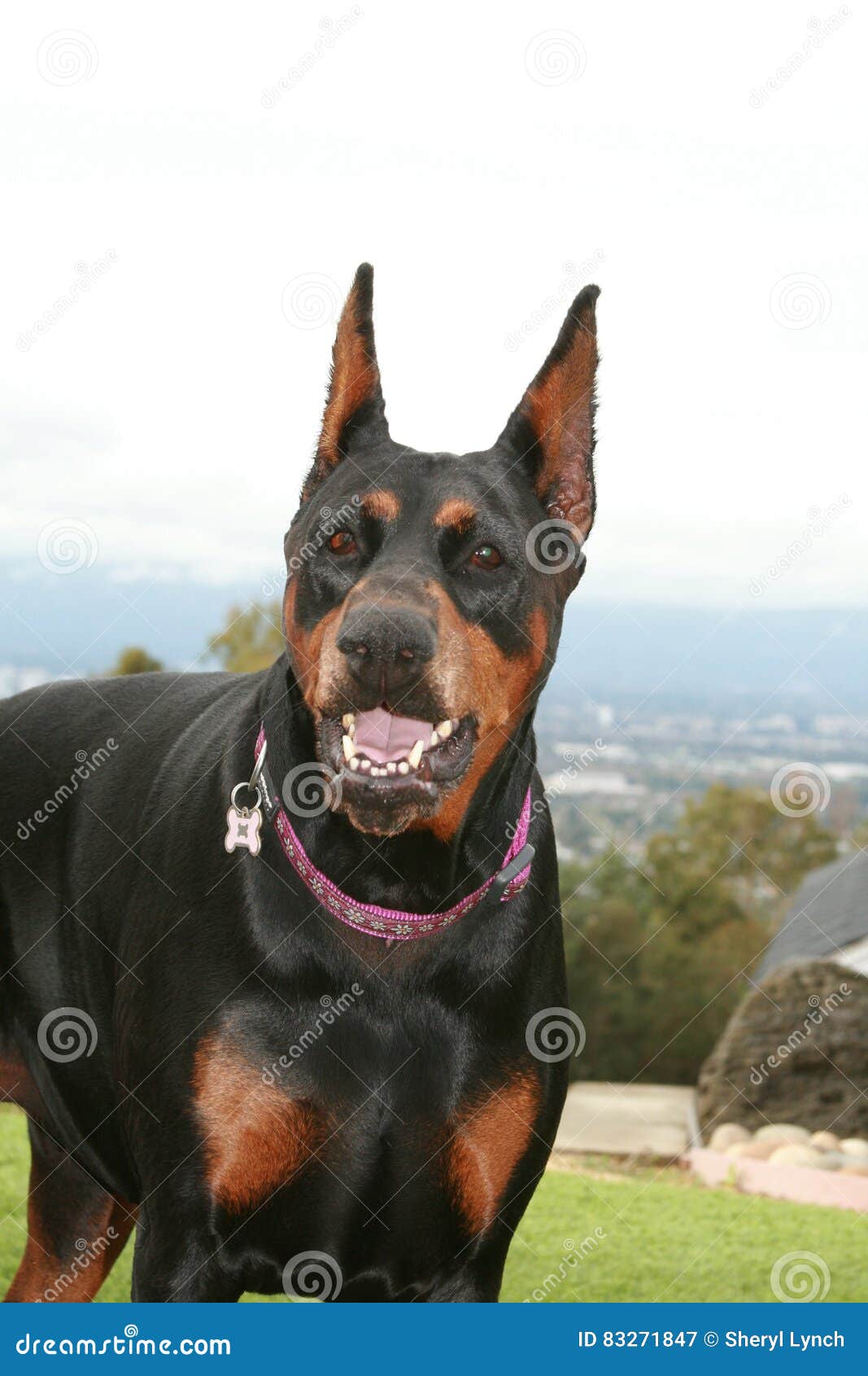 Doberman Smile