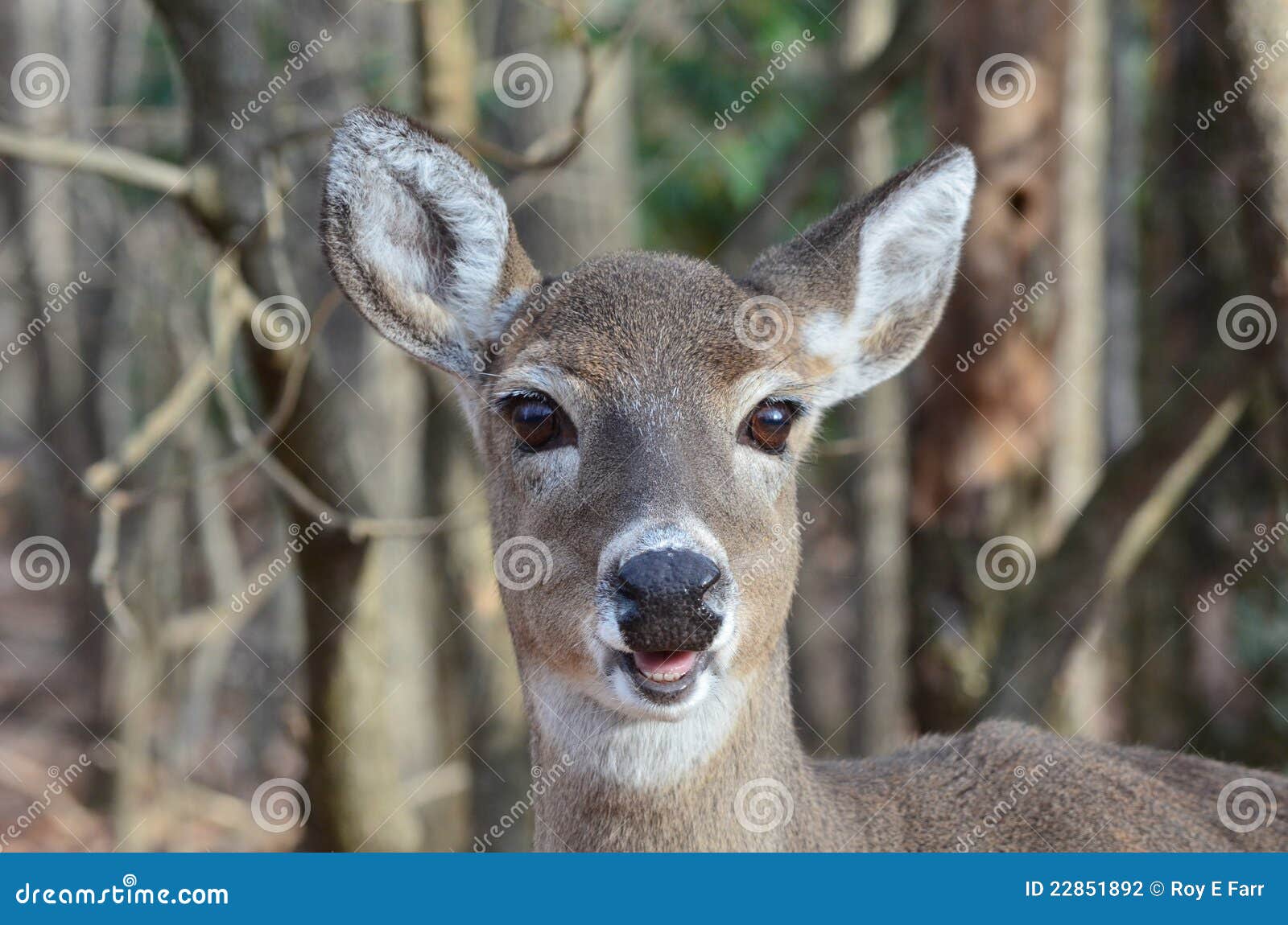 Smiling Doe stock photo. Image of stare, alert, surprised - 22851892
