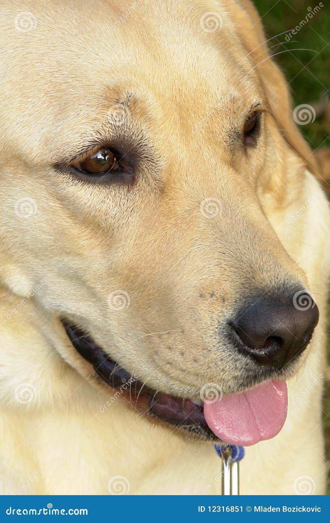 Smiling dog stock image. Image of companion, breed, canine - 12316851