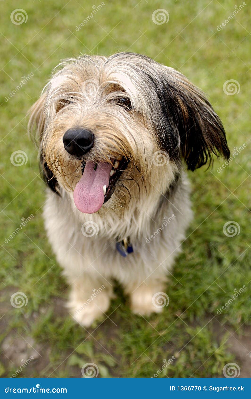 Smiling dog stock photo. Image of pause, play, grass, doggie - 1366770