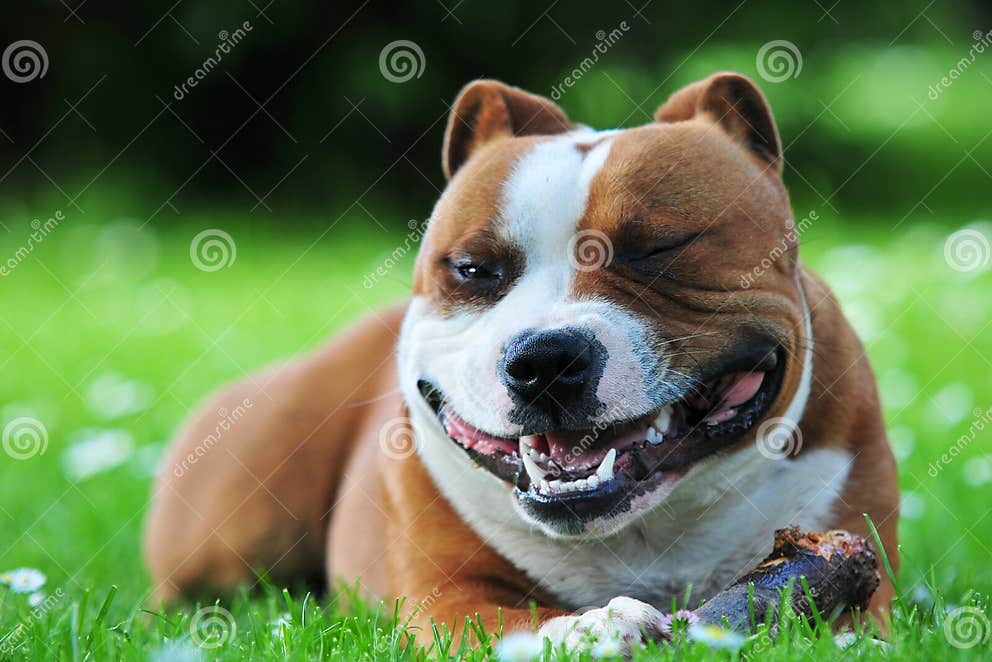 Smiling dog stock photo. Image of cute, breeds, dream - 14424846