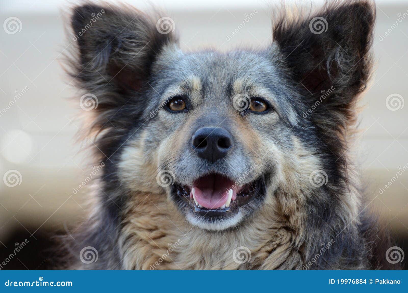 Smiling dog stock photo. Image of street, ears, proud - 19976884