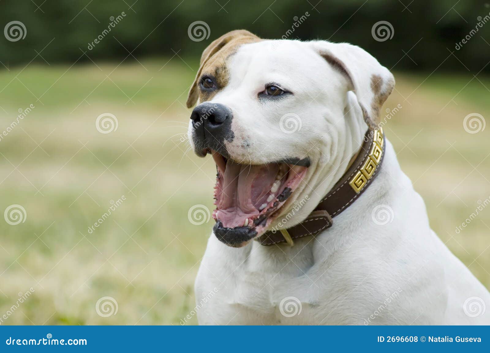 Smiling dog stock photo. Image of american, friendship - 2696608