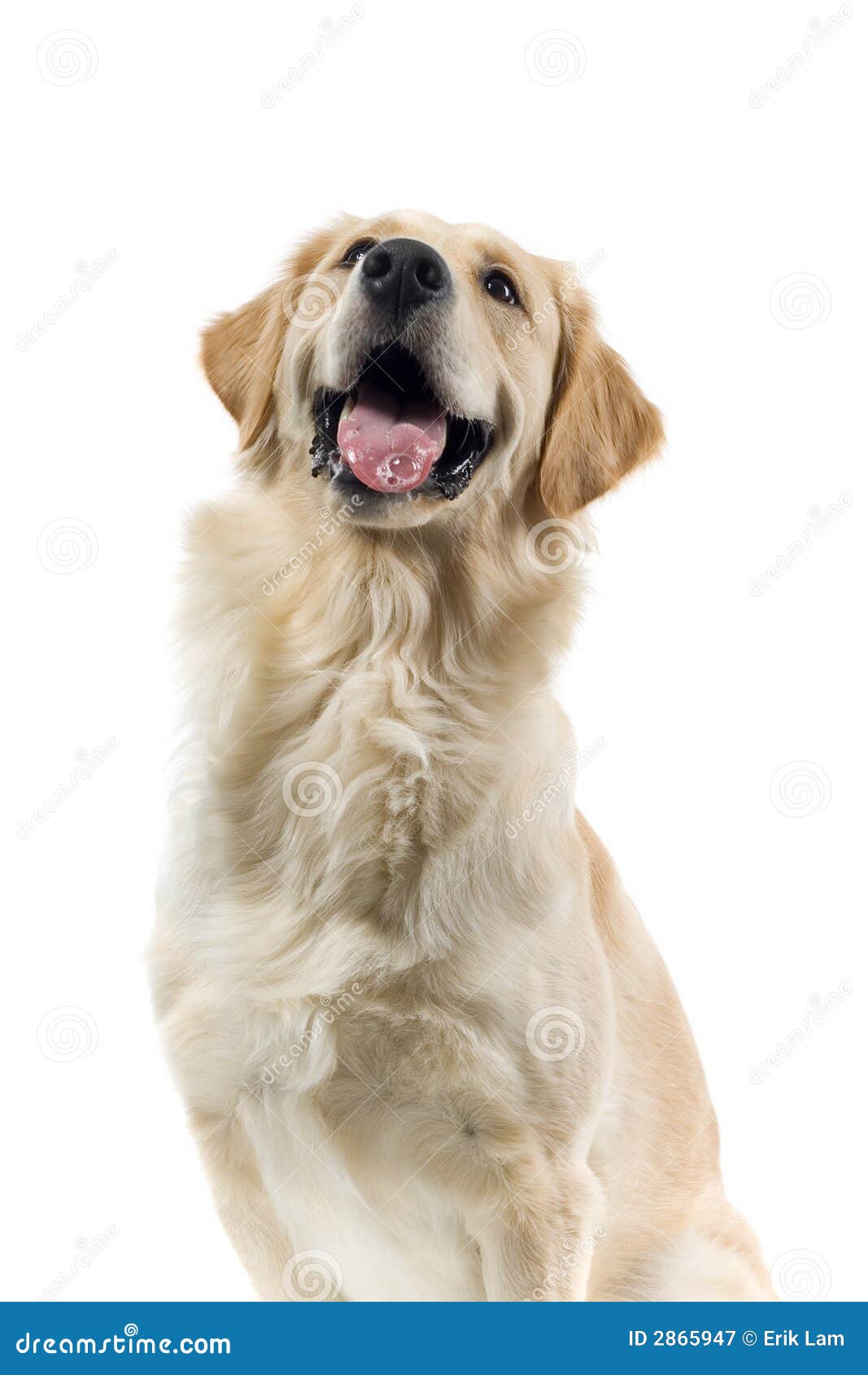 Smiling dog stock image. Image of white, panting, cute - 2865947