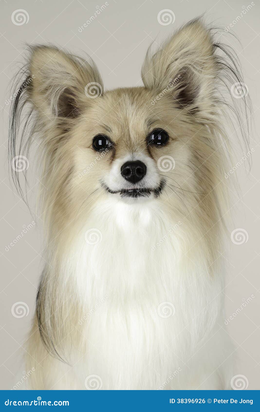 A Smiling dog stock photo. Image of lonely, isolation - 38396926