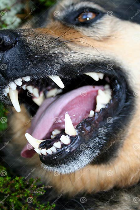 Smiling dog stock photo. Image of anger, cute, moustache - 658660