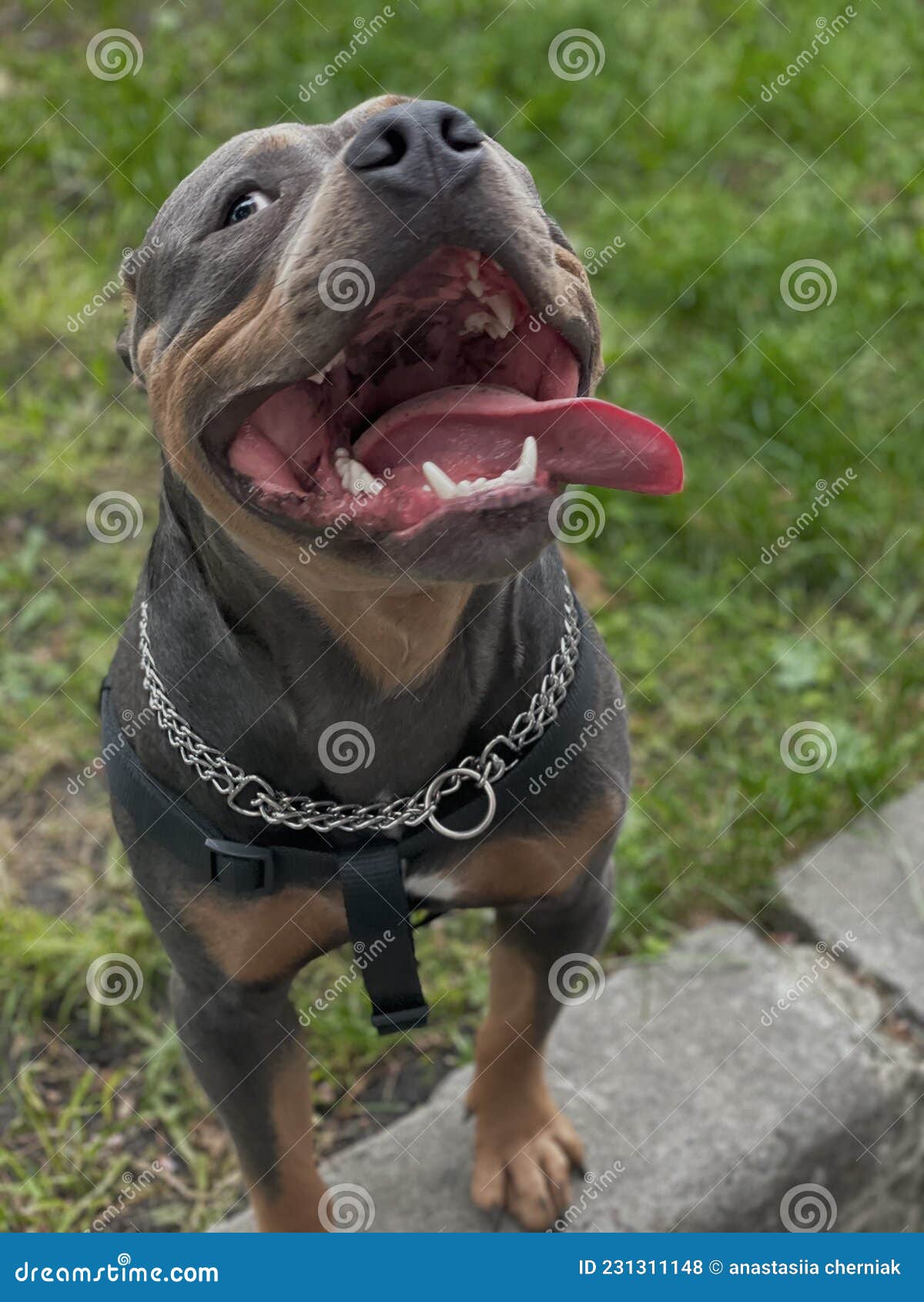 Smiling dog stock photo. Image of funny, bully, cute - 231311148