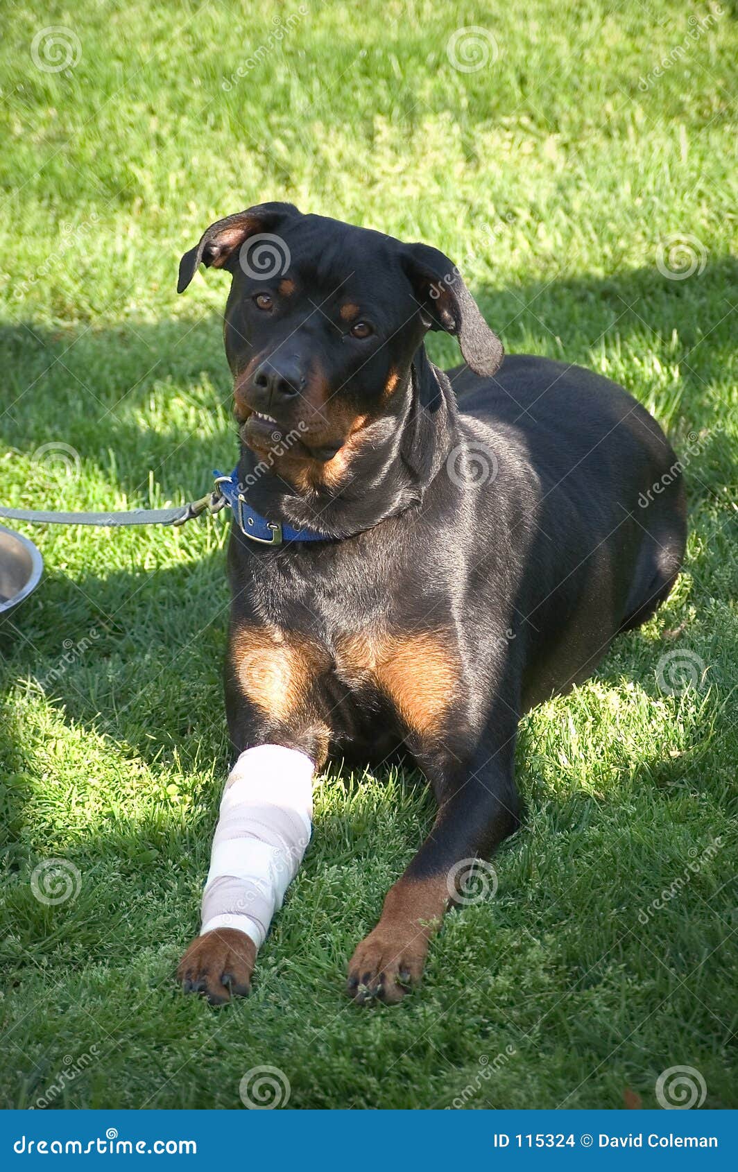 Smiling Dog with Bandaged Leg Stock Photo - Image of vertical, leash ...