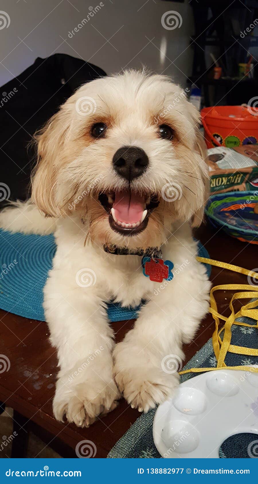 Smiling Dog stock image. Image of painting, smiling - 138882977