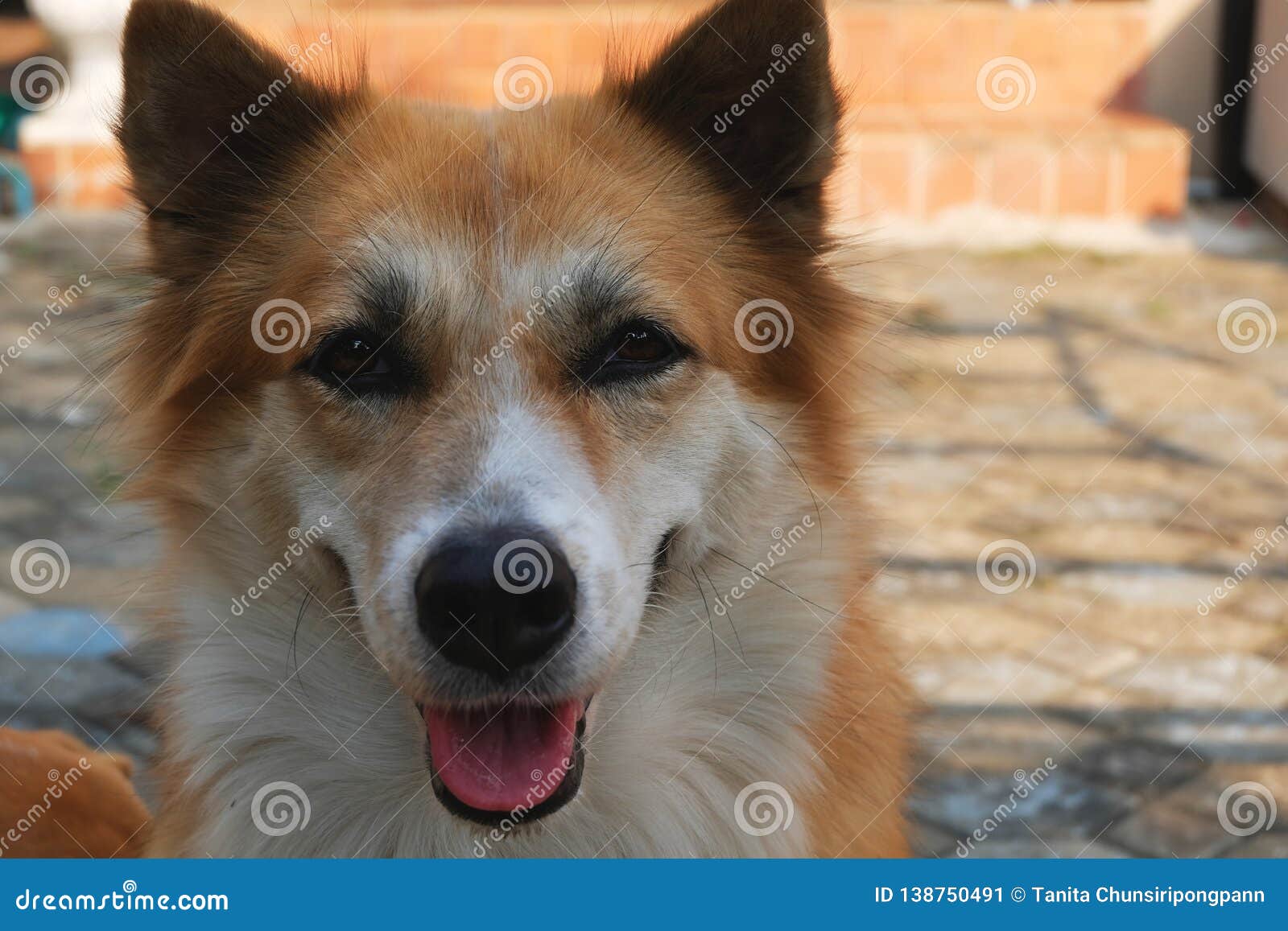 Smiling dog face stock image. Image of play, nature - 138750491