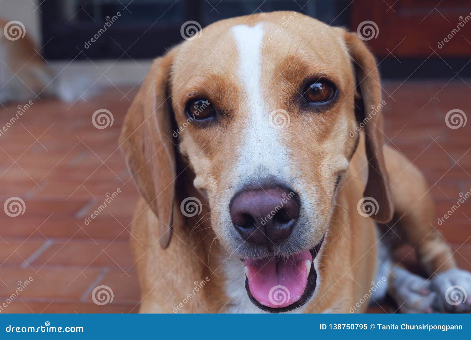 Smiling dog face. stock image. Image of entertain, ground - 138750795