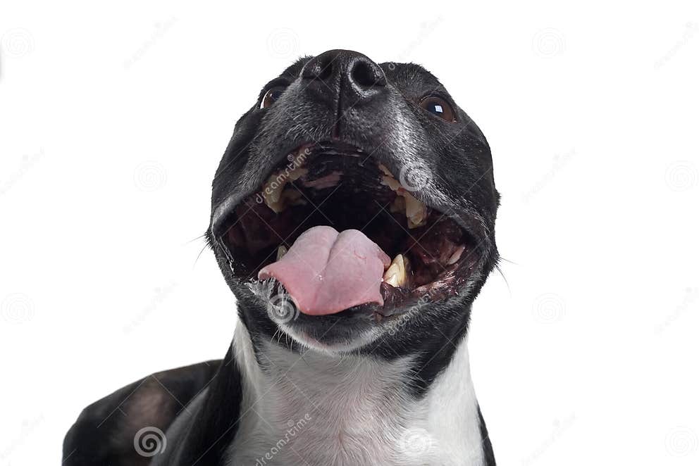Smiling dog face stock photo. Image of teeth, pitbull - 2203354