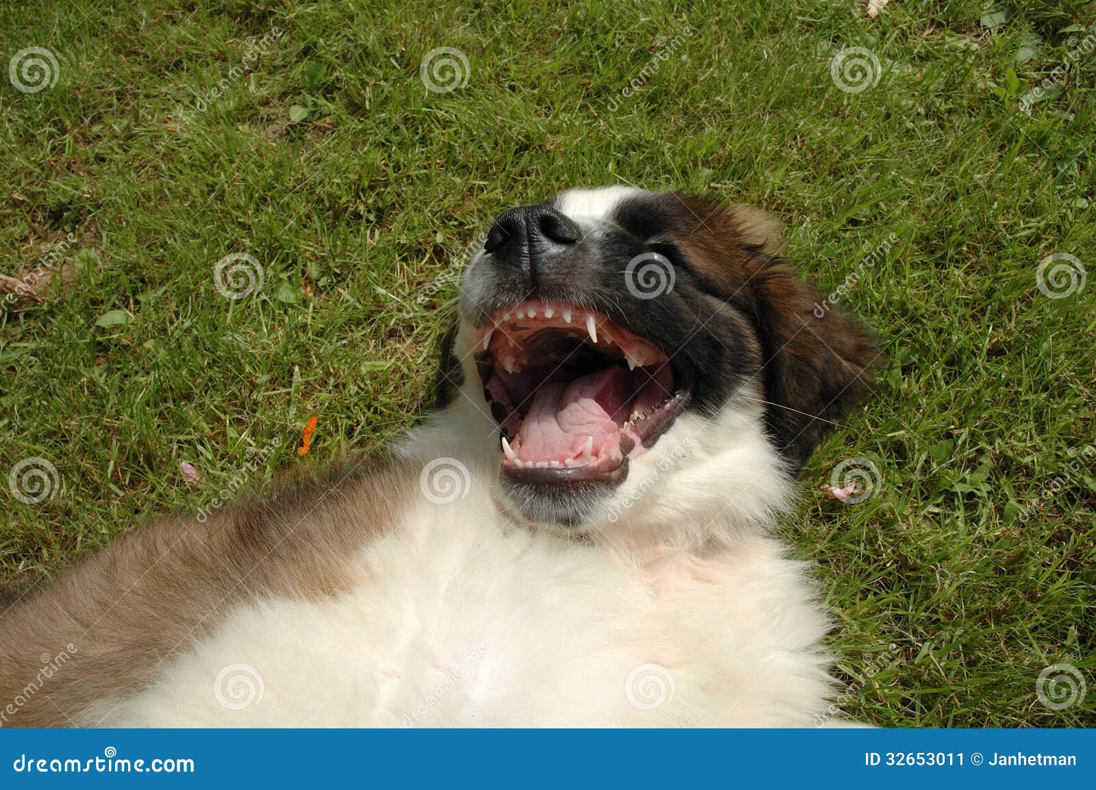 Smiling dog stock image. Image of teeth, body, white - 32653011
