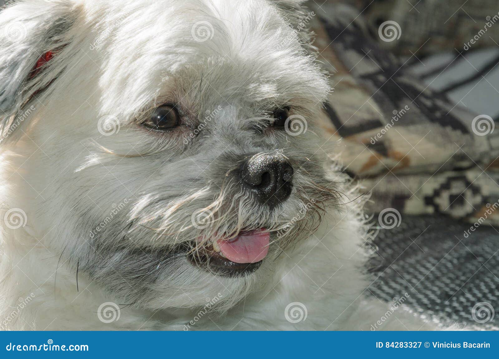 Smiling Dog Lying on the Sofa of the House Stock Image - Image of baggy ...