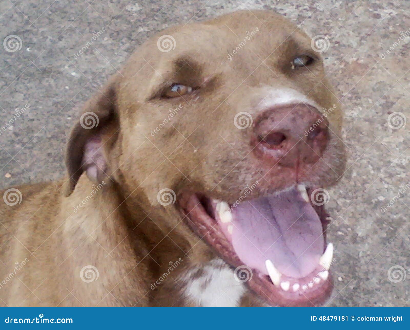 Smiling dog stock image. Image of taking, smiling, puppy - 48479181