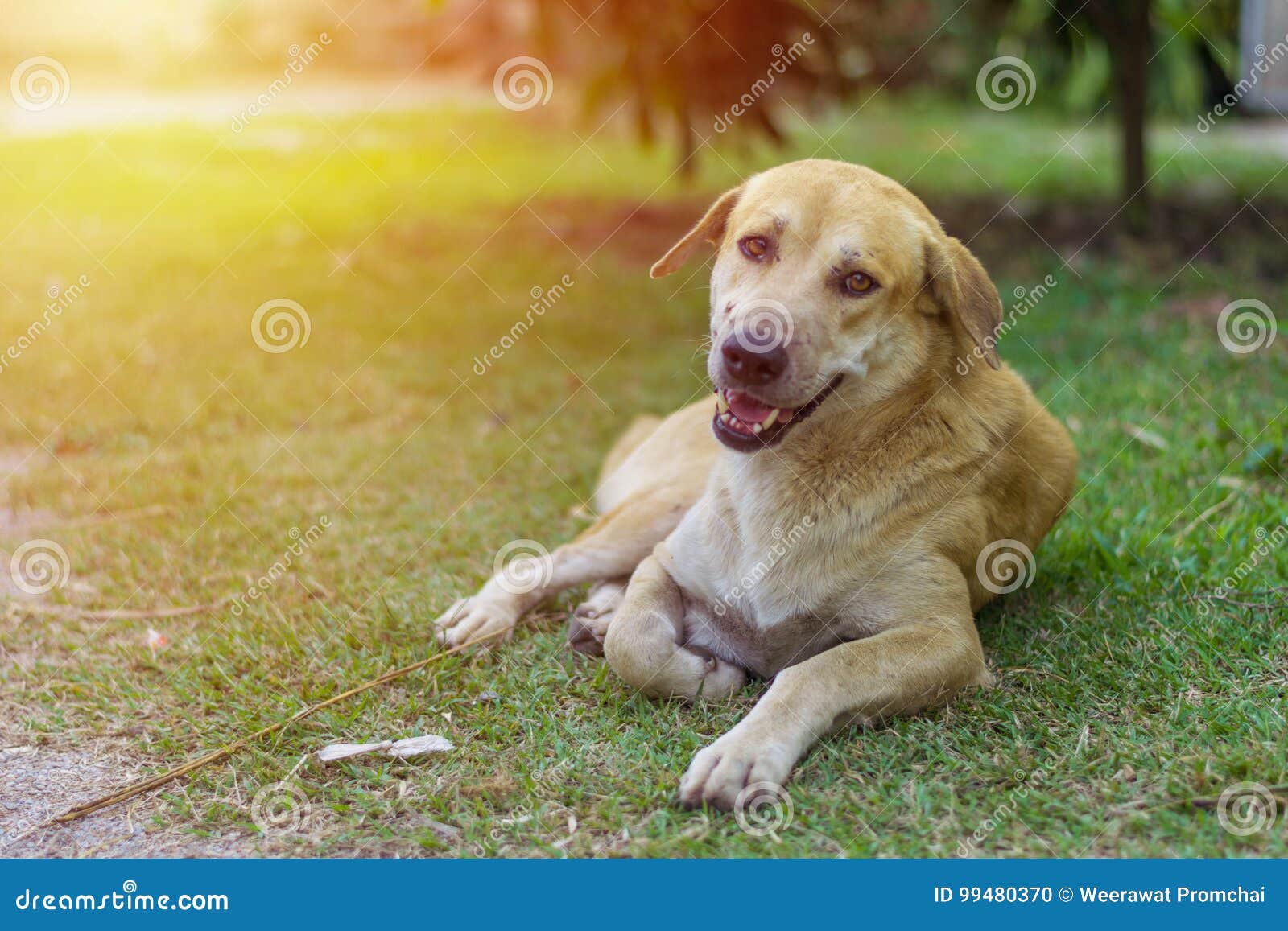Smiling dog stock photo. Image of flare, happiness, portrait - 99480370