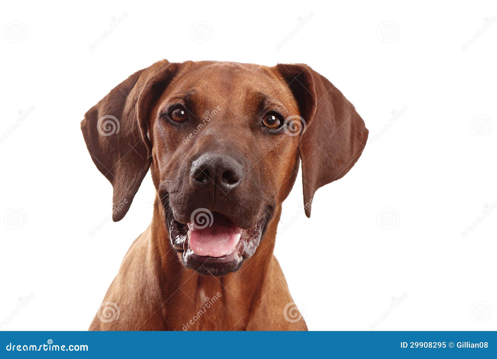 Dog Face, Looking To Camera Stock Image - Image of breed, pets: 29908295