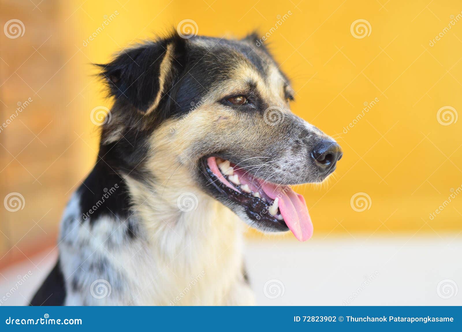 Smiling Dogs Stock Image | CartoonDealer.com #67959841