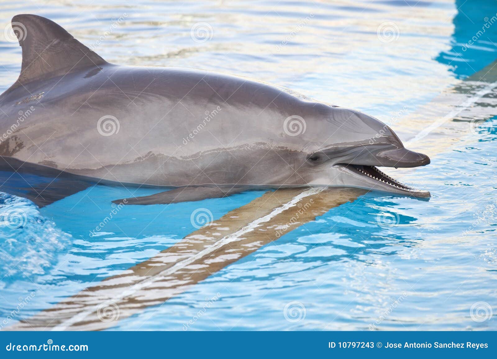 Smiling dolphin stock image. Image of dolphin, wildlife - 10797243