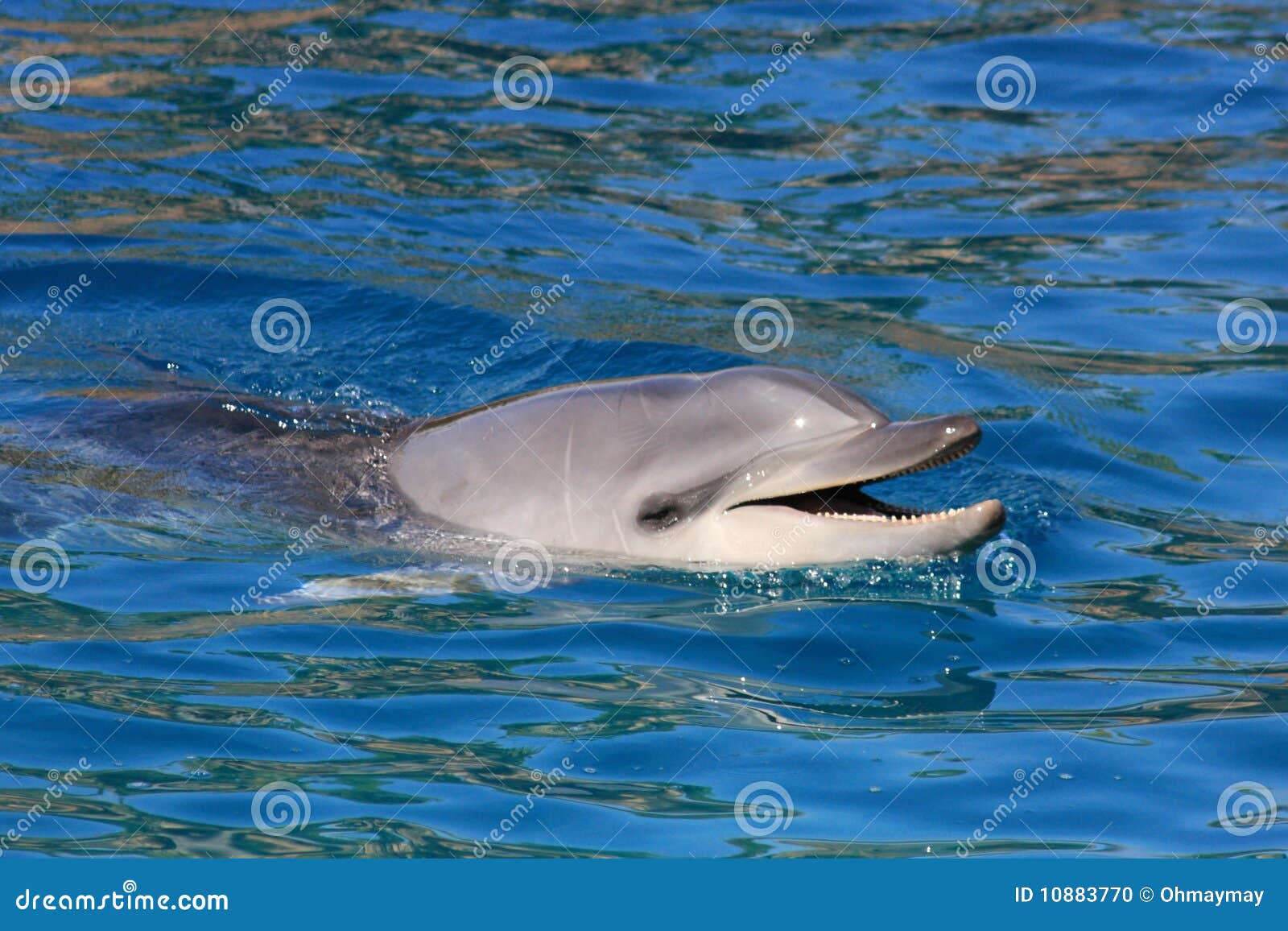 Smiling dolphin stock photo. Image of lovely, wildlife - 10883770