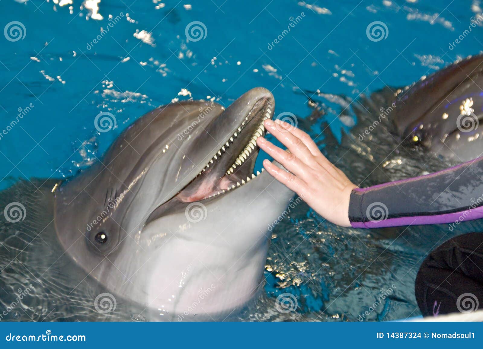Smiling dolphin stock photo. Image of animals, ocean - 14387324