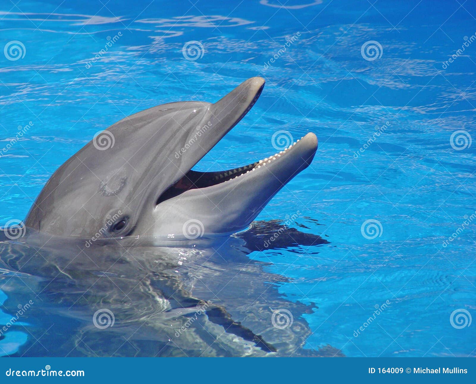 Smiling dolphin stock image. Image of animal, ocean, playful - 164009