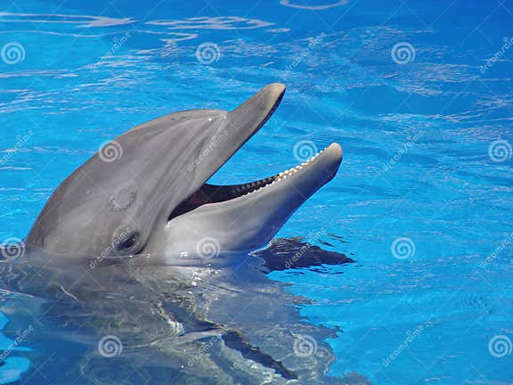 Smiling dolphin stock image. Image of animal, ocean, playful - 164009