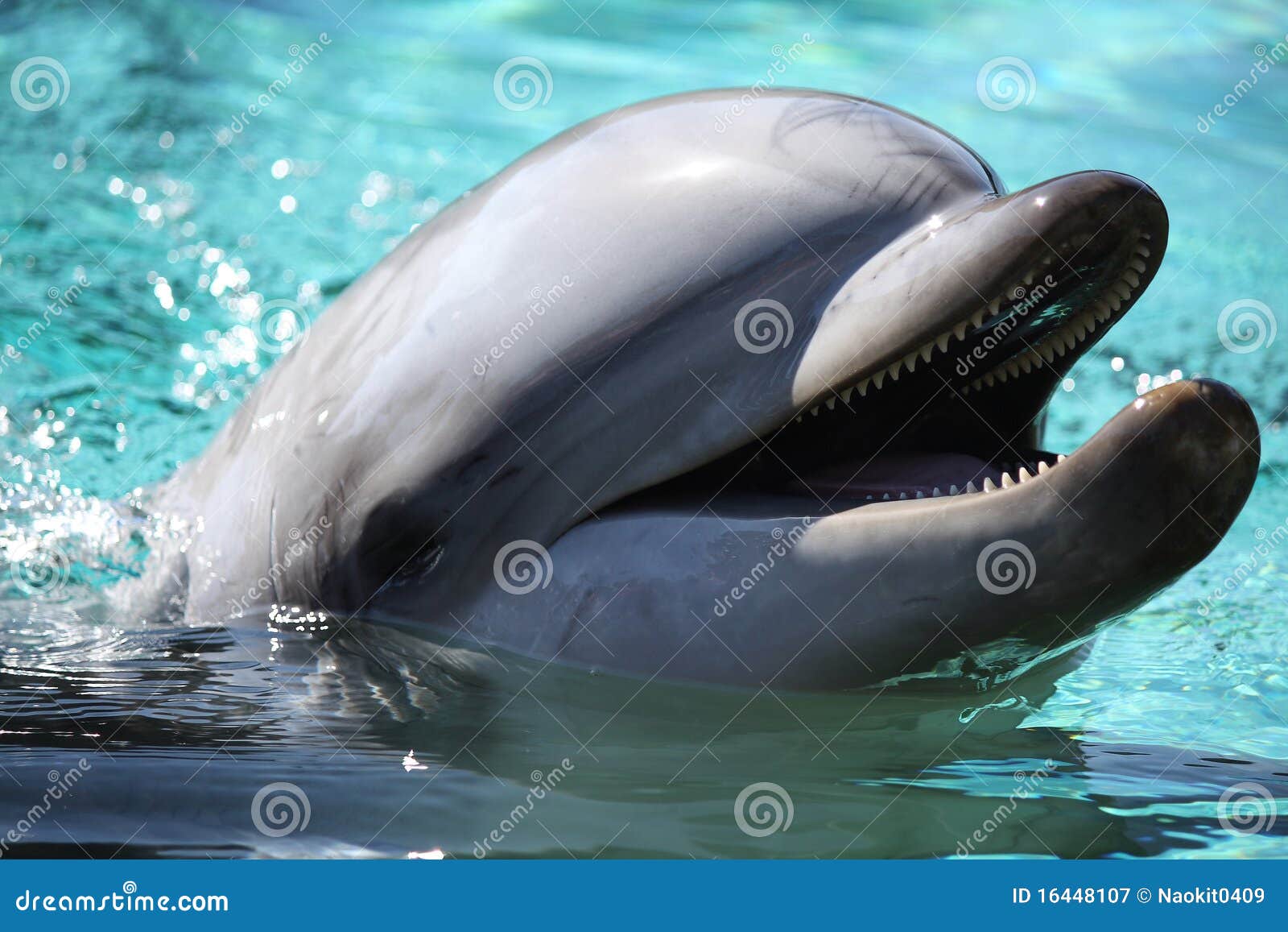 Smiling dolphin stock image. Image of water, fish, ocean - 16448107