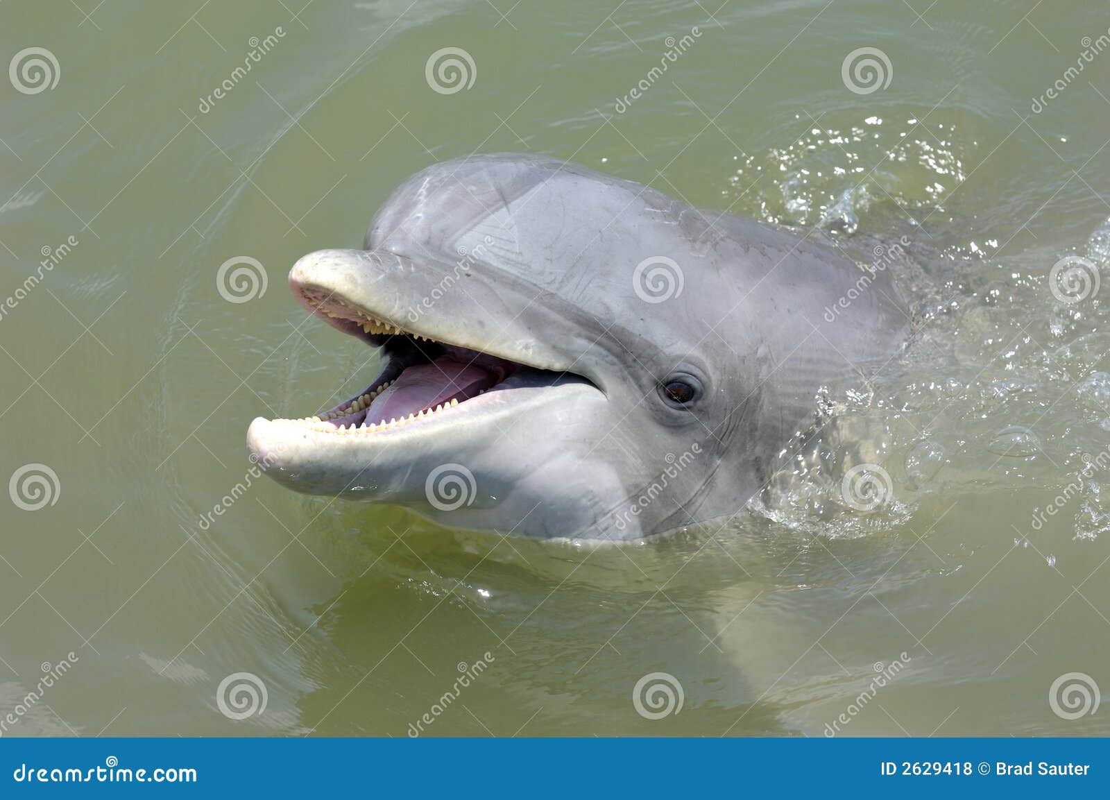 Smiling Dolphin stock photo. Image of mammal, friendly - 2629418