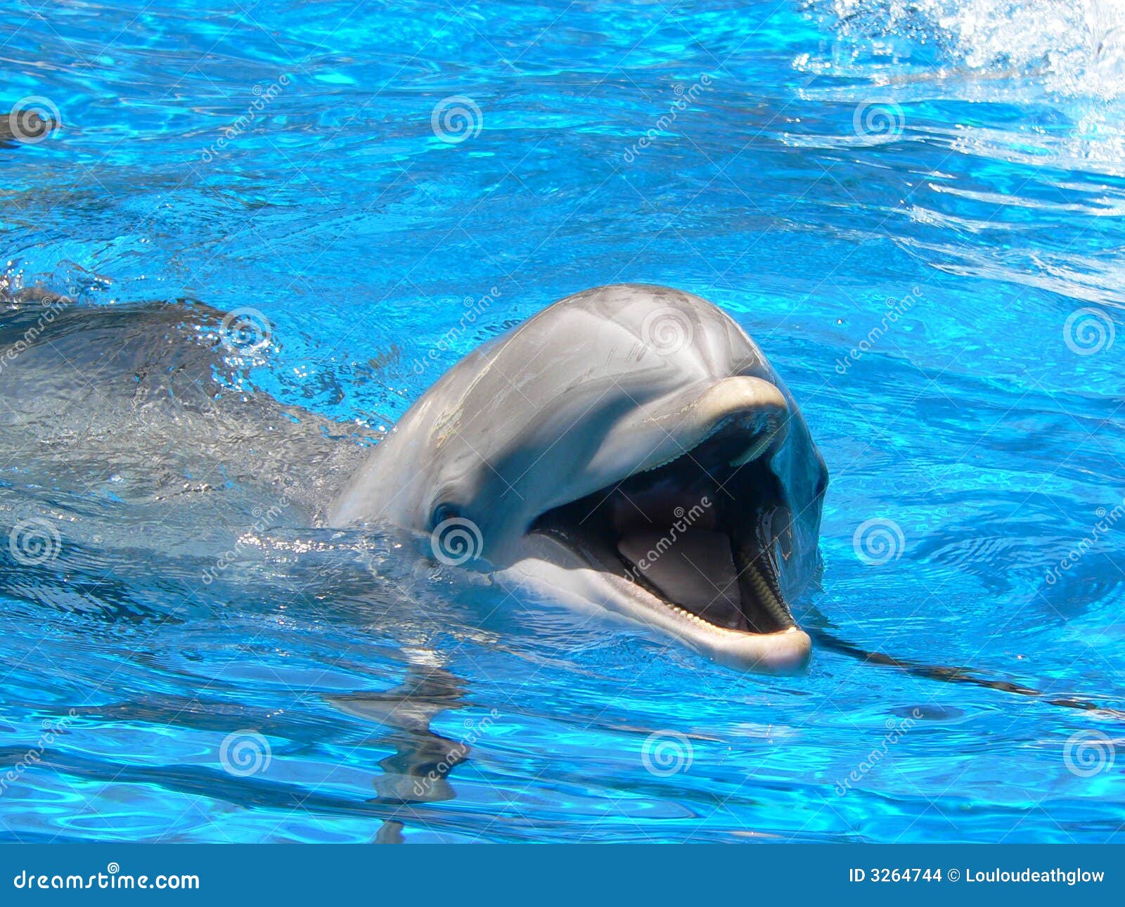 Smiling Dolphin stock photo. Image of pretty, smiling - 3264744