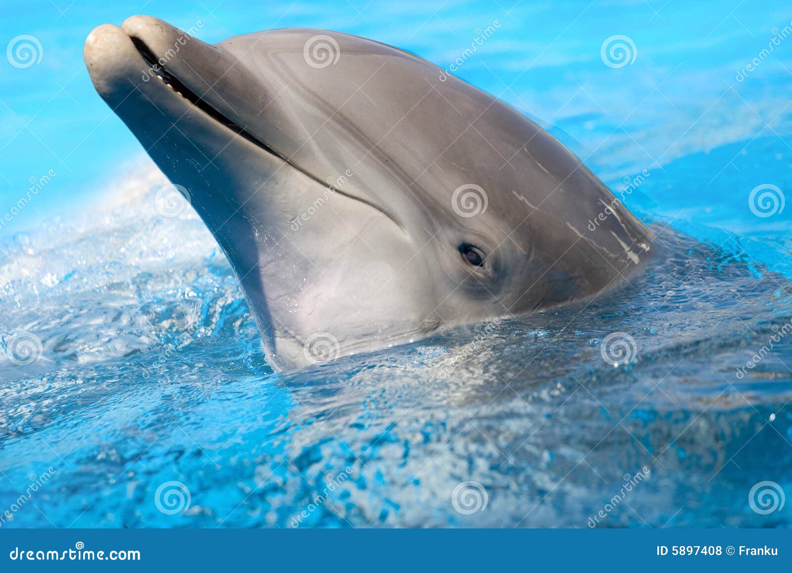 Smiling dolphin stock photo. Image of water, ocean, swimming - 5897408